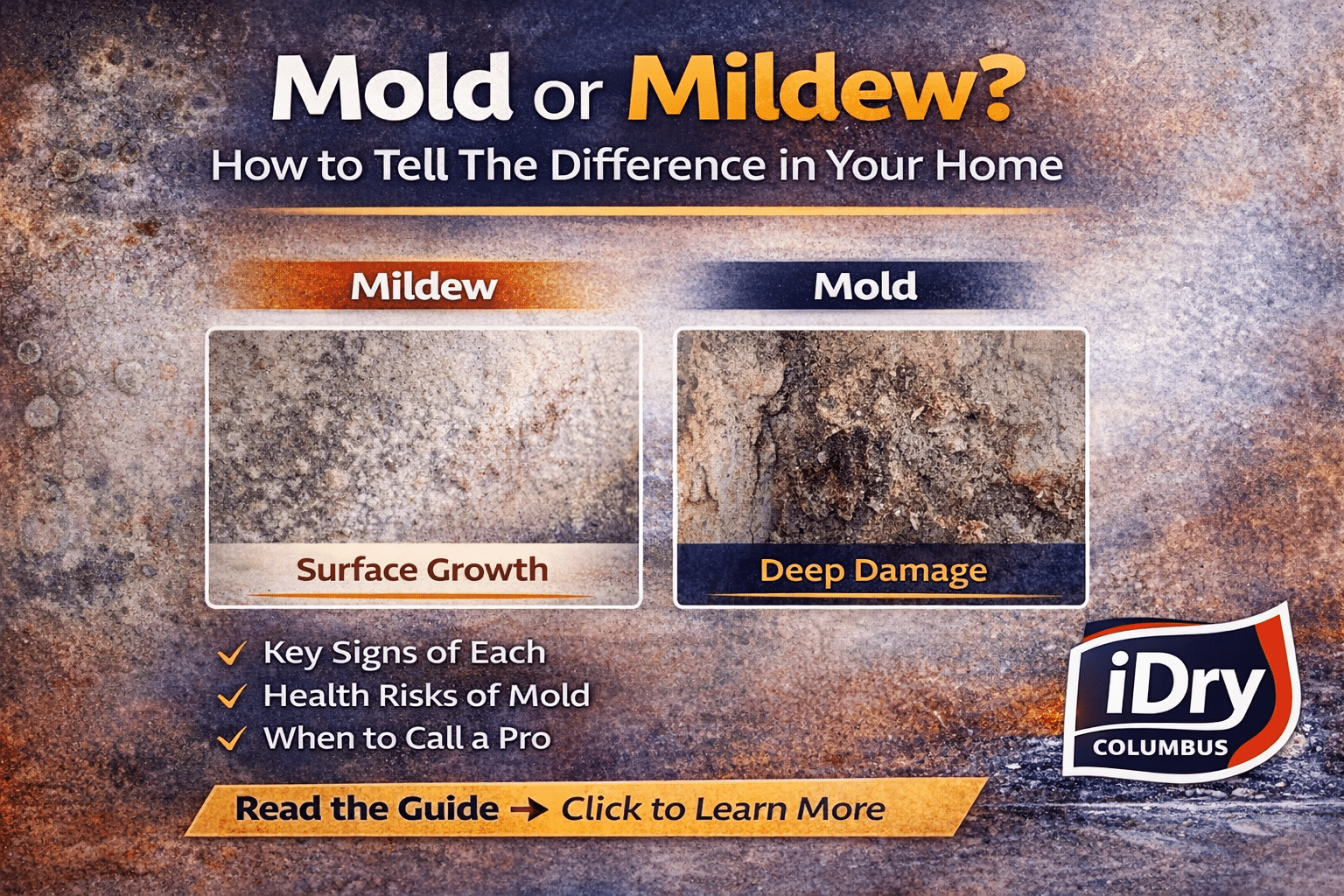 Mold vs Mildew: How to Tell the Difference • iDry Columbus